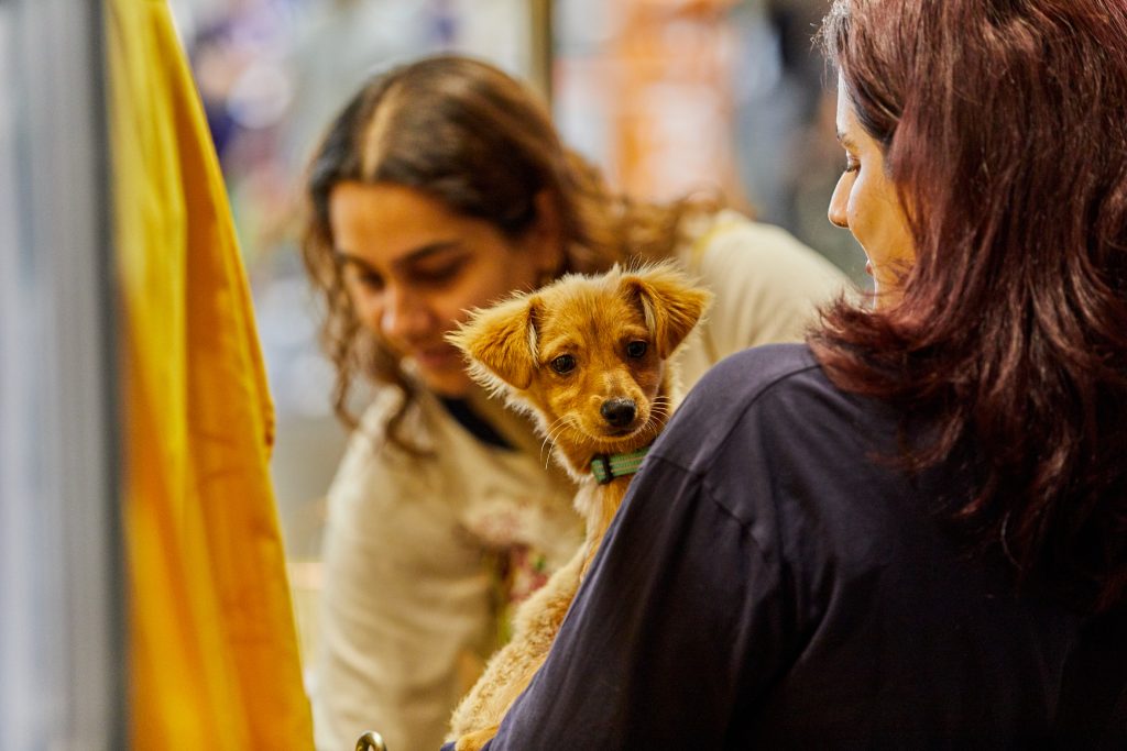 Dog Breed Showcase | Dog Lovers Festival Sydney 2026