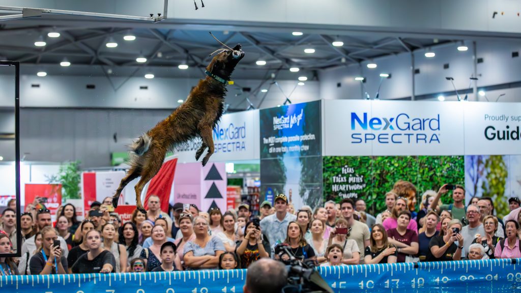 Dog Lovers Festival Sydney | Meet Hundreds of Beautiful Dogs