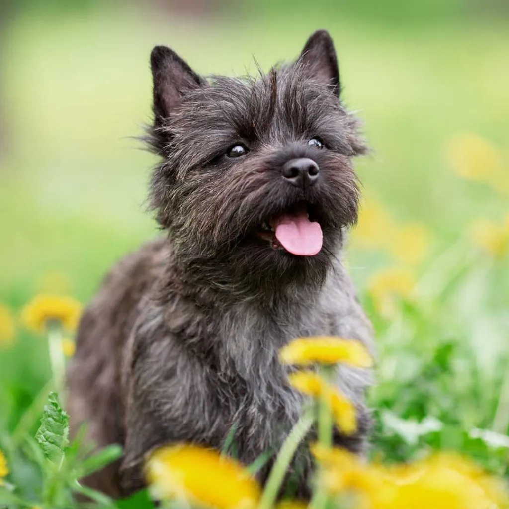 Hypoallergenic Dogs & Low Shedding Dog Breeds